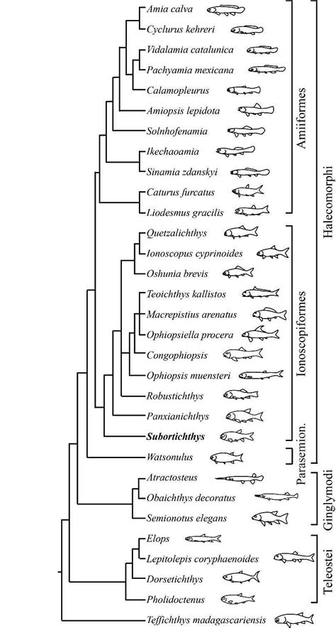 Strict Consensus Of Nine Most Parsimonious Trees Illustrating The