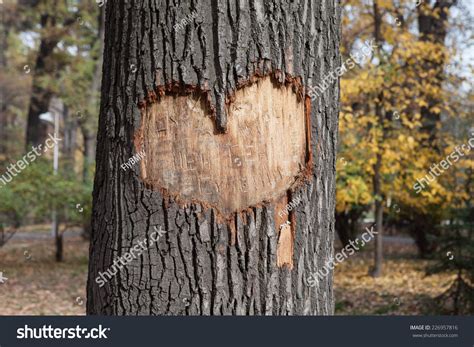 2 519 Big Carved Tree Images Stock Photos Vectors Shutterstock