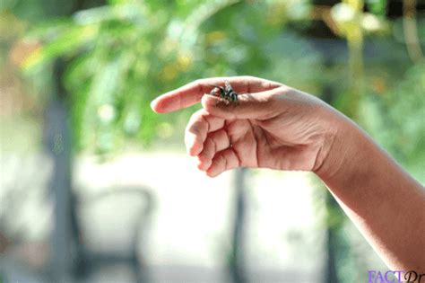 Wasp Sting Remedy Treatment Swelling And Reactions FactDr