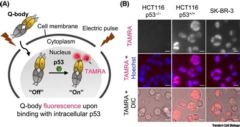 Visualizing Intracellular Target Antigens In Live Cells Trends In Cell Biology