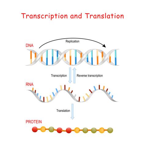 Simple Protein Synthesis Animation