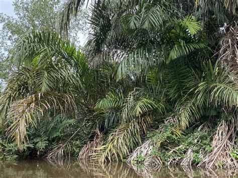 Raphia Taedigera · Inaturalist Mexico