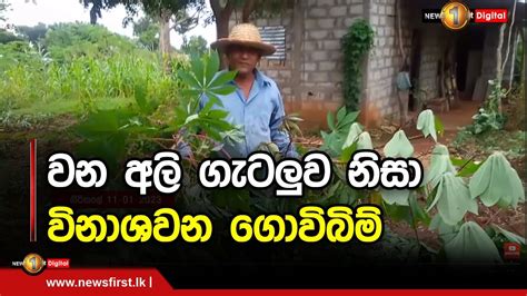 වන අලි ගැටලුව නිසා විනාශවන ගොවිබිම් Youtube