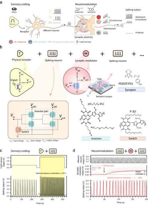 A Modular Organic Neuromorphic Spiking Circuit For Retina Inspired