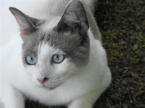 Queen Chi 2 By Xobellalovelaceox On Deviantart