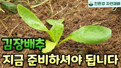 김장배추 심는시기 놓치지 마세요 가을배추 파종 모종만들기 Youtube