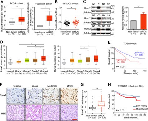 A Zic2runx2nolc1 Signaling Axis Mediates Tumor Growth And Metastasis