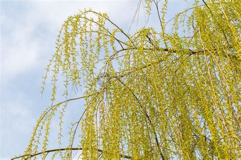 春时拍到的柳树年轻叶子美丽的绿色高清图片下载 正版图片507272114 摄图网