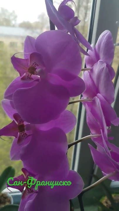 Я спасла Сан Франциско Youtube