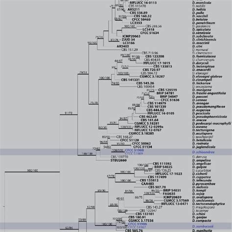 phylogram of its regions based on mp ml and bayesian analysis values