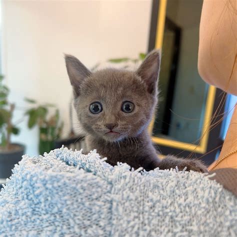 러시안블루 린스 퍼스트캣ㆍ24시 고양이분양ㆍ전국 안심홈서비스