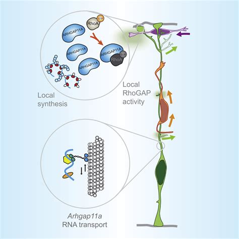 Subcellular Mrna Localization And Local Translation Of Arhgap11a In Radial Glial Progenitors