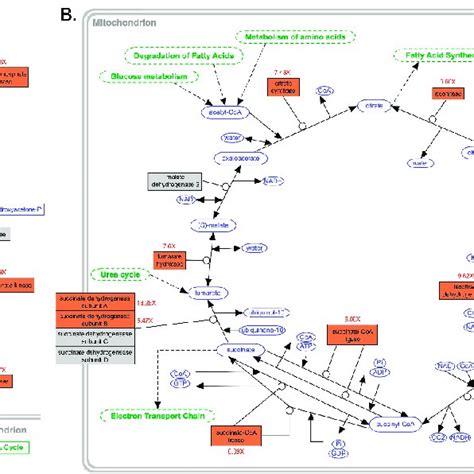 A Schematic Representation Of The Main Enzymatic Reactions Of Download Scientific Diagram