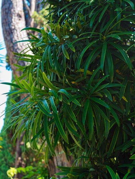 Premium Photo Podocarpus Macrophyllus In The Park