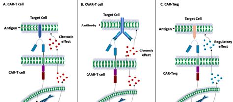 Nature子刊：car T成功治疗自身免疫疾病，细胞疗法迈进下一个千亿级市场？