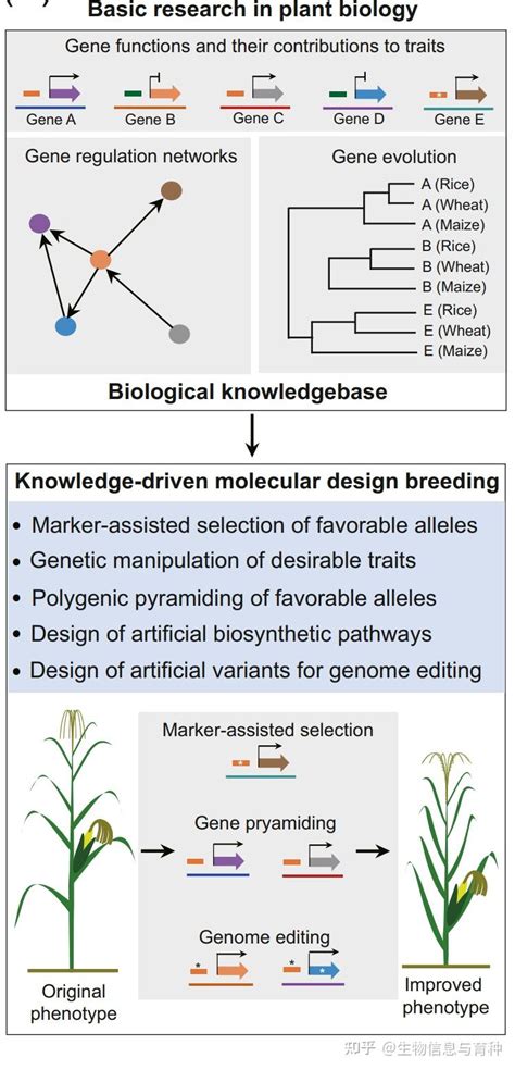 Trends In Plant Science 王向峰老师综述数据驱动的基因组设计育种 知乎