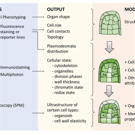 Types Of Microscopy Techniques Their Outputs And Meanings For
