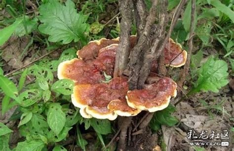 长得像灵芝的菌类好看的菌类大山谷图库