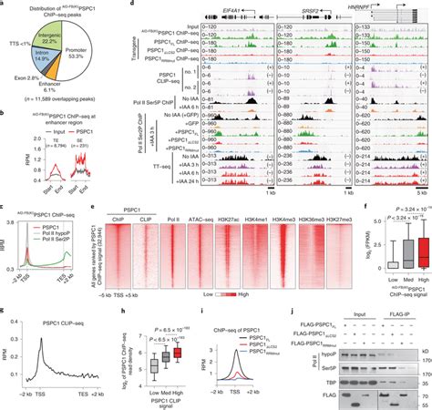 Genome Wide Colocalization Of Pspc1 With Pol Ii Is Dependent On The