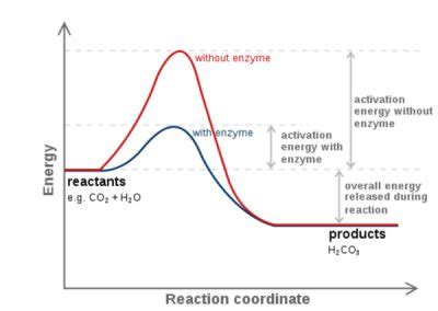 How Enzymes Work Scientifically EnzymeWizard