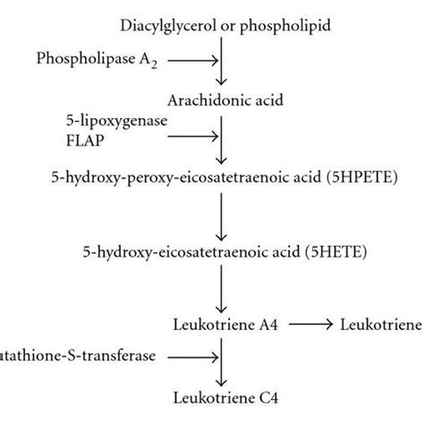 Hypothetical Model Whereby 5 Lipoxygenase Influences Brain And Vascular Download Scientific