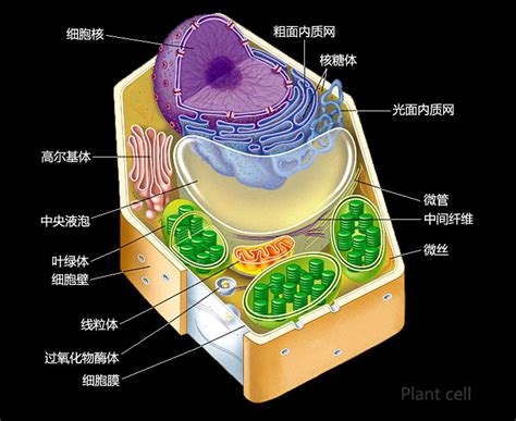 细胞 Cell 蓝色动物学中国动物学科普