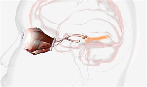 Le Système Visuel Contient Les Yeux Les Nerfs Optiques Les Voies