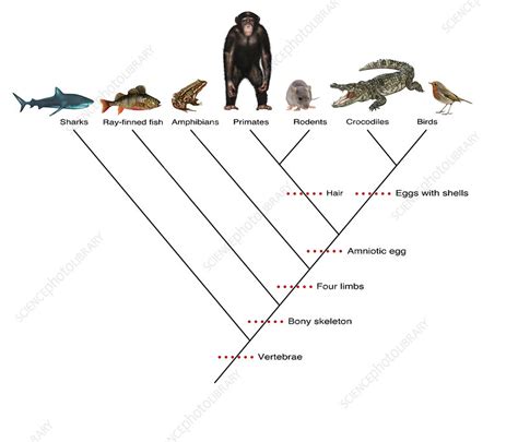 Cladogram Illustration Stock Image C0307191 Science Photo Library