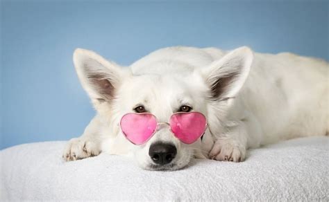 4 რამ რასაც ძაღლი ბევრად ადრე გრძნობს სანამ ადამიანი შეამჩნევს