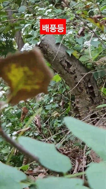 배풍등 덩굴 Youtube