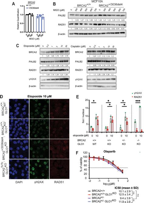 A Glycolytic Metabolite Bypasses “two Hit” Tumor Suppression By Brca2 Cell