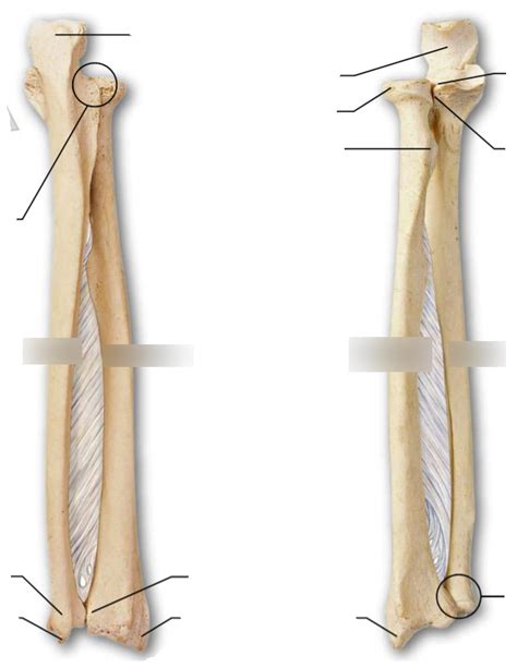Radius And Ulna Diagram Quizlet Radius And Ulna Diagram Quizlet