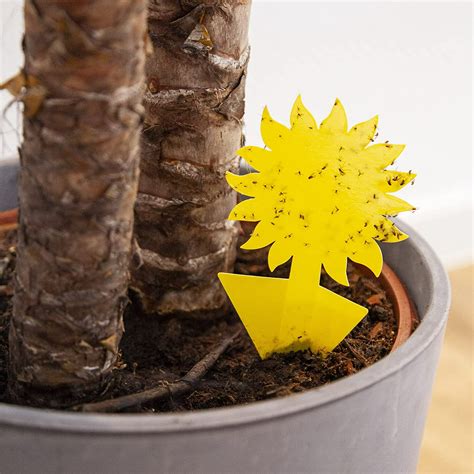 Adhesivo Amarillo Para Moscas Y Mosquitos 60 Trampas Adhesivas Sin