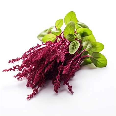 Premium Ai Image Microgreen Amaranth Amaranthus Spp Isolated