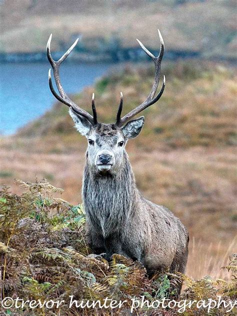 Image Of Red Deer Stag Stag Picture Scottish Stag Wildlife Photograph Stag Image Stag Photograph