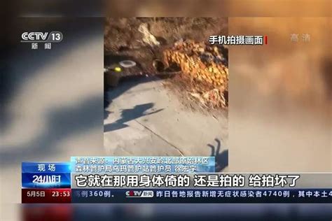 内蒙古 棕熊成森林管护站常客 熟门熟路蹭吃蹭喝 棕熊 常客 森林