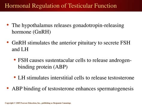 26 2 The Reproductive System Ppt Download