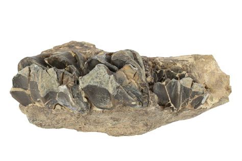2 20 Fossil Mammal Plagiolophus Jaw Section France 248669 For Sale