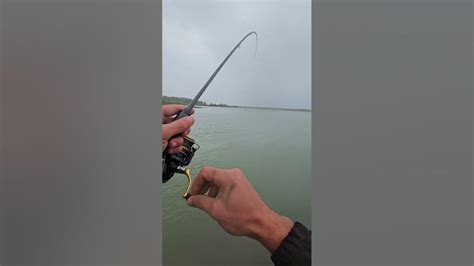 ცისარტყელა კალმახი მდინარე ჭოროხი Youtube