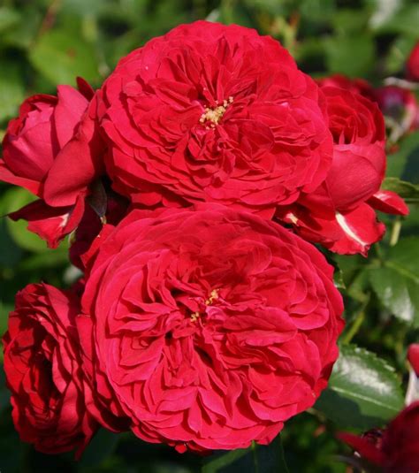 Rose Red Riding Hood 3ft Standard Hello Hello Plants