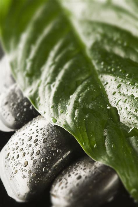 Spa And Massage Stock Image Image Of Aromatherapy Products 67636743