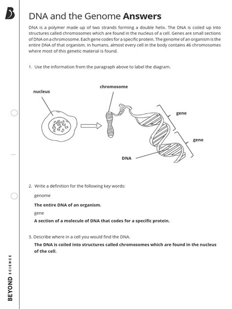 15x Dna And The Genome Igcse Science Answers Pdf Science