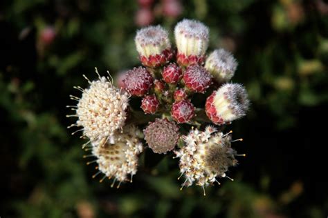 Growing Fynbos Artofit