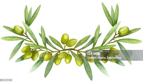 손으로 그린 수채화 흰색 배경에 올리브 잎이 있는 잘 익은 검은 올리브 유기농 식품 엽서 포장 및 종이 디자인을 위한 별도의