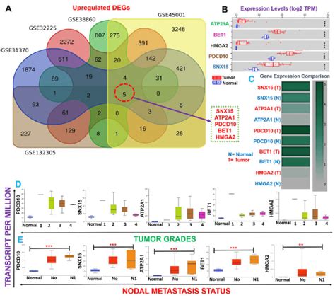 Cholangiocarcinoma Chol Hub Genes Are Biomarkers Of Tumor Progression