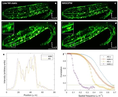 Figure 3 From Mesoscopic Axially Swept Oblique Plane Microscope For The Imaging Of Freely Moving
