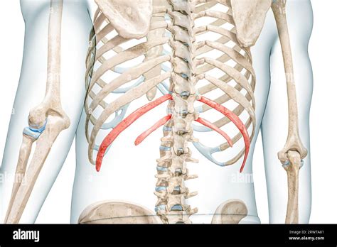 Floating Ribs Human Body At Robbin Carpenter Blog