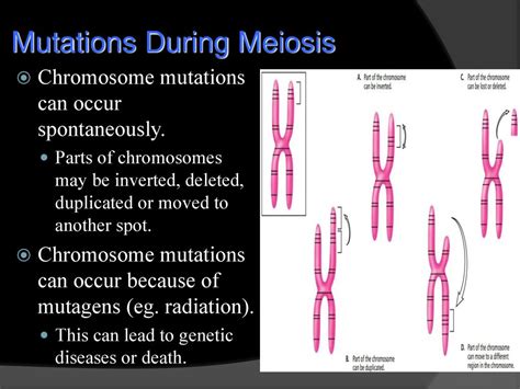 61 Meiosis Bc Science 9 P Ppt Download