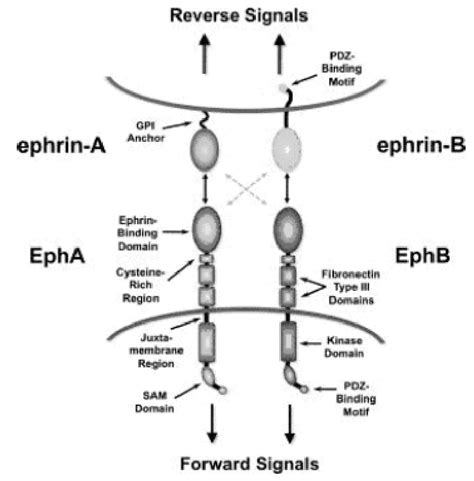 Bi Directional Signaling Forward And Reverse Is A Typical Feature