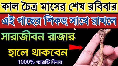 9th April কাল চৈত্র মাসের শেষ রবিবার ধারণ করুন এই গাছের শিকড় অর্থ আসবে